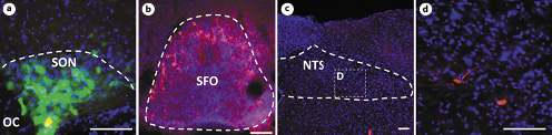Imaging the Hypothalamo-Neurohypophysial System | Neuroendocrinology ...
