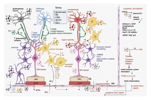 Extracellular Vesicles and the Stress System | Neuroendocrinology ...