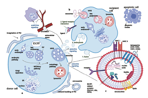 Extracellular Vesicles and the Stress System | Neuroendocrinology ...