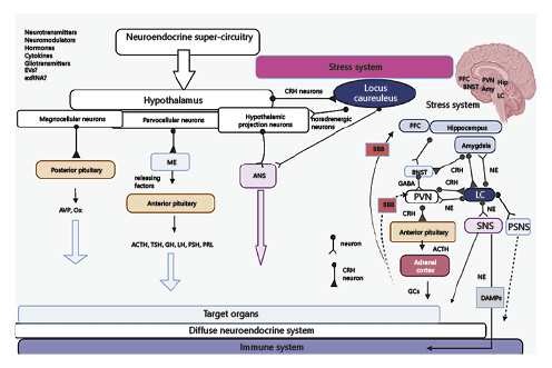 Extracellular Vesicles and the Stress System | Neuroendocrinology ...