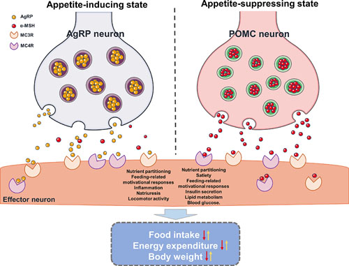Alpha-Melanocyte-Stimulating Hormone-Mediated Appetite Regulation in ...