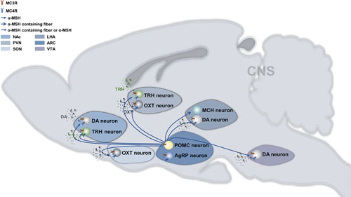 Alpha-Melanocyte-Stimulating Hormone-Mediated Appetite Regulation in ...