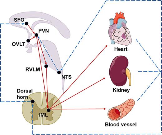 The Regulatory Effect of the Paraventricular Nucleus on Hypertension ...