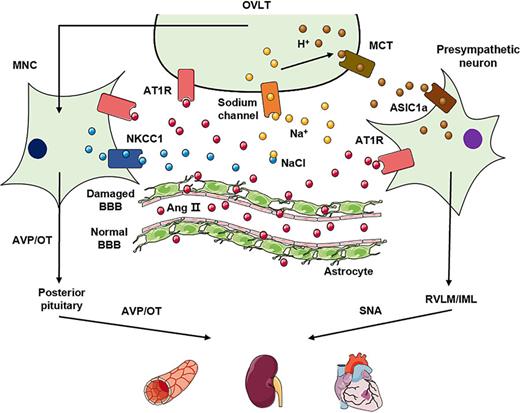 The Regulatory Effect of the Paraventricular Nucleus on Hypertension ...