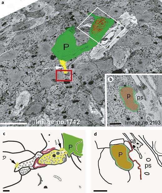 3-Dimensional Ultrastructural Analysis of the Rat Pinealocyte: Presence ...