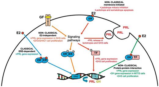 Estrogen Receptors and Signaling Pathways in Lactotropes and ...