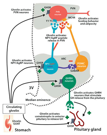 Metabolic Status Regulates Ghrelin Function on Energy Homeostasis ...