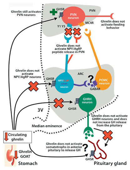 Metabolic Status Regulates Ghrelin Function on Energy Homeostasis ...