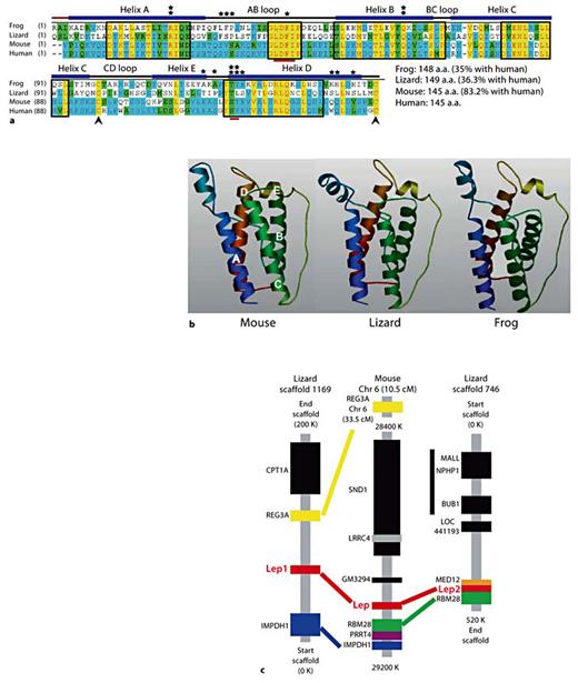 Evolution of Leptin Structure and Function | Neuroendocrinology ...