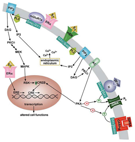 Membrane Estrogen Receptor Regulation of Hypothalamic Function ...