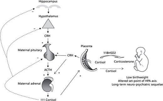 Changes in the Maternal Hypothalamic-Pituitary-Adrenal Axis in ...
