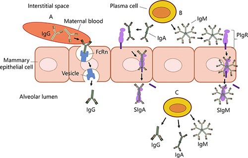 Survival of Immunoglobulins from Human Milk to Preterm Infant Gastric ...