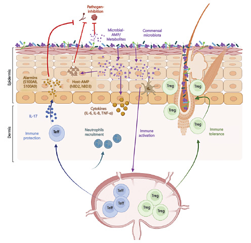 The Delicate Skin of Preterm Infants: Barrier Function, Immune ...