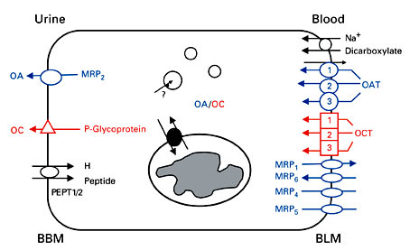 Renal Tubular Drug Transporters | Nephron Physiology | Karger Publishers
