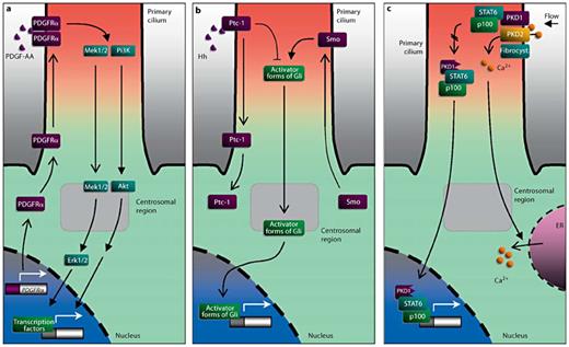Primary Cilia and Signaling Pathways in Mammalian Development, Health ...