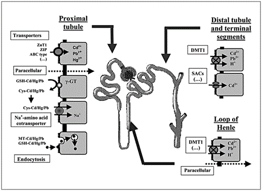 Effect of Heavy Metals on, and Handling by, the Kidney | Nephron ...