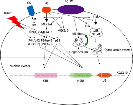The Biological Functions, Structure and Sources of CXCL10 and Its ...