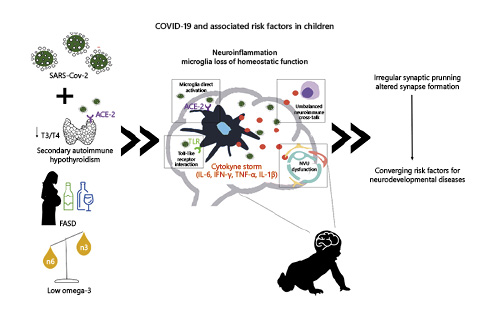 Neuroinflammation and Brain Development: Possible Risk Factors in COVID-19-Infected Children ...