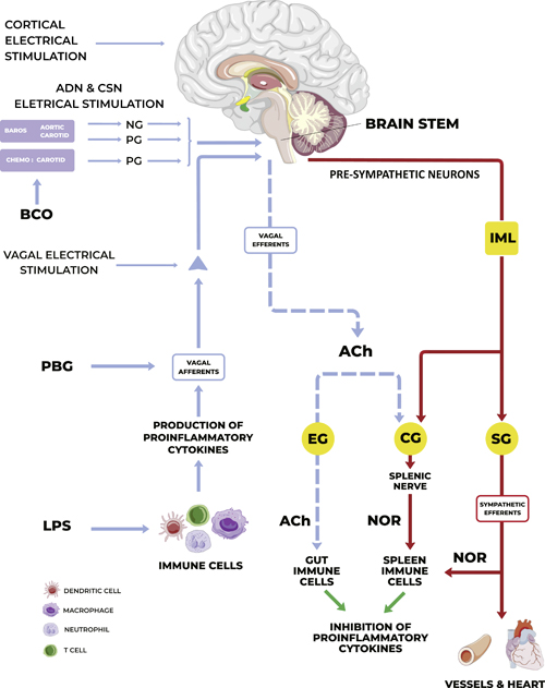 Autonomic Regulation of Inflammation in Conscious Animals ...