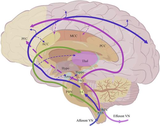 Role of Vagus Nerve Stimulation in the Treatment of Chronic Pain ...
