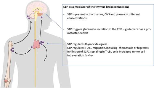 Thymus-Brain Connections in T-Cell Acute Lymphoblastic Leukemia ...