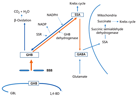 The Neurobiological Mechanisms of Gamma-Hydroxybutyrate Dependence and ...