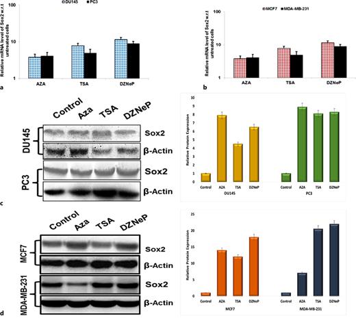 Overexpression of SOX2 Gene by Histone Modifications: SOX2 Enhances ...