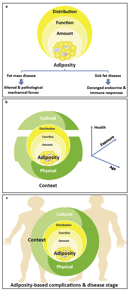 The ABCD of Obesity: An EASO Position Statement on a Diagnostic Term ...
