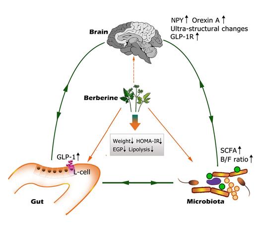 Modulation of Microbiota-Gut-Brain Axis by Berberine Resulting in ...