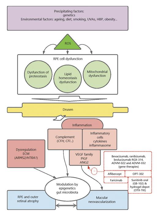 Pathophysiology of Age-Related Macular Degeneration: Implications for Treatment | Ophthalmic ...
