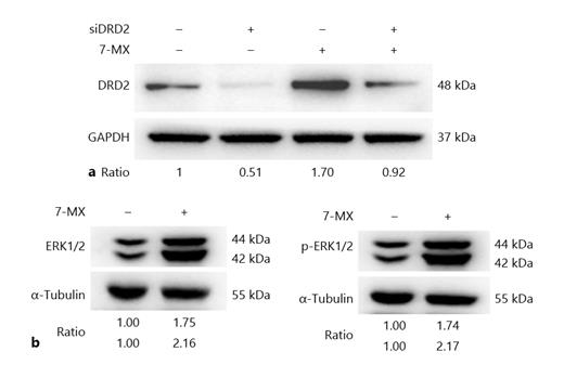 7-Methylxanthine Influences the Behavior of ADORA2A-DRD2 Heterodimers ...