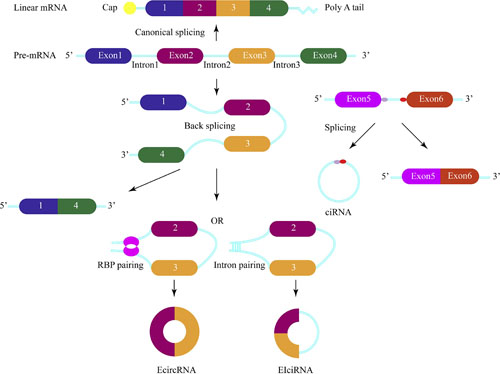Circular RNA in Retina: A Potential Biomarker and Therapeutic Target ...