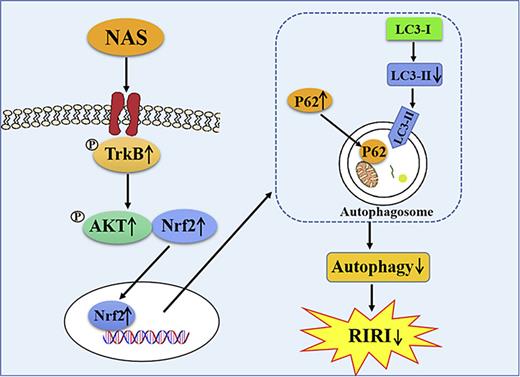 N-Acetylserotonin Alleviates Retinal Autophagy via TrkB/AKT/Nrf2 ...