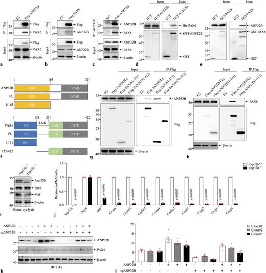 Anp32b Deficiency Suppresses Ocular Development by Repression of Pax6 ...