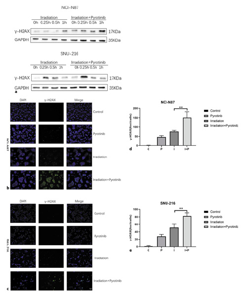 Pan-HER Tyrosine Kinase Inhibitor Pyrotinib Enhances Radiosensitivity ...