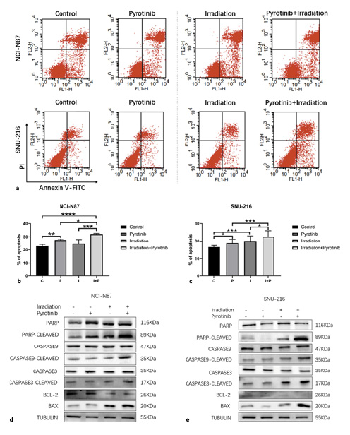 Pan-HER Tyrosine Kinase Inhibitor Pyrotinib Enhances Radiosensitivity ...