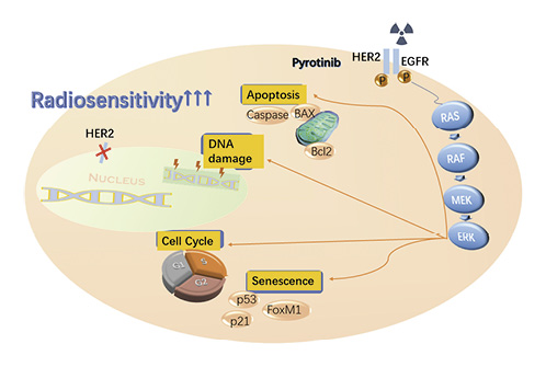 Pan-HER Tyrosine Kinase Inhibitor Pyrotinib Enhances Radiosensitivity ...