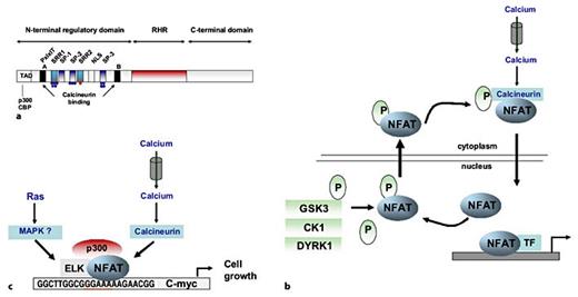Primers on Molecular Pathways – The NFAT Transcription Pathway in ...