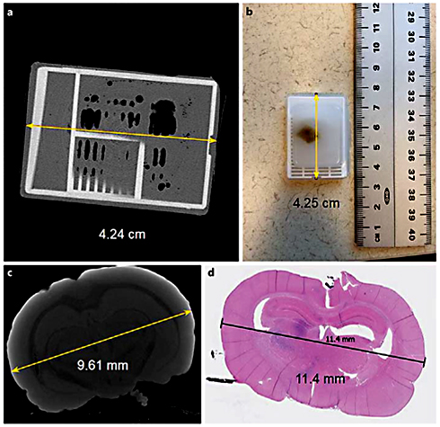 The Role of Micro-CT in 3D Histology Imaging | Pathobiology | Karger ...