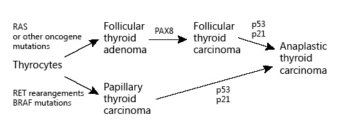 Heterogeneity of Thyroid Cancer | Pathobiology | Karger Publishers