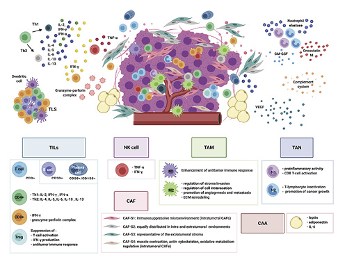 The Multifaceted Nature of Tumor Microenvironment in Breast Carcinomas ...