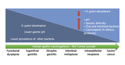 Gastric Cancer Microbiome | Pathobiology | Karger Publishers