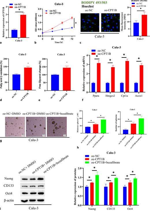 Transcription Factor MITF Inhibits the Transcription of CPT1B to ...