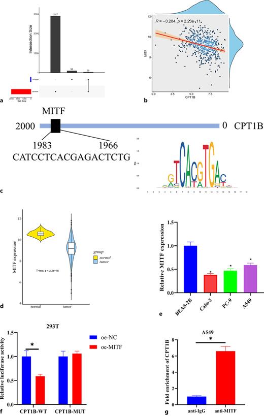 Transcription Factor MITF Inhibits the Transcription of CPT1B to ...