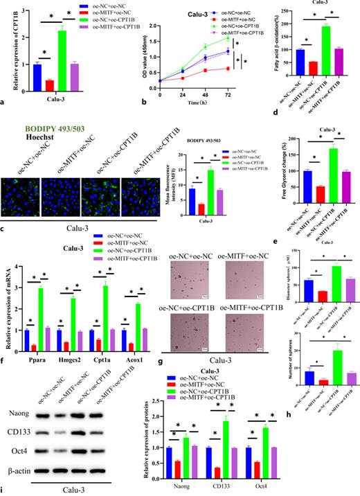 Transcription Factor MITF Inhibits the Transcription of CPT1B to ...
