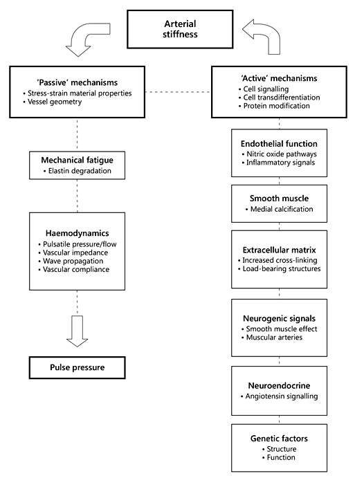 Arterial Stiffness | Pulse | Karger Publishers