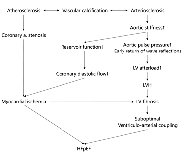 The Role of Vascular Calcification in Heart Failure and Cognitive ...