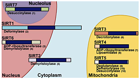 Sirtuins in Skin and Skin Cancers | Skin Pharmacology and Physiology | Karger Publishers