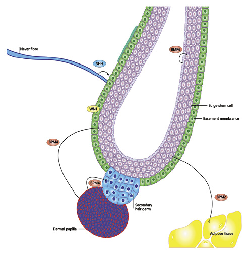 Maintaining Hair Inductivity in Human Dermal Papilla Cells: A Review of ...