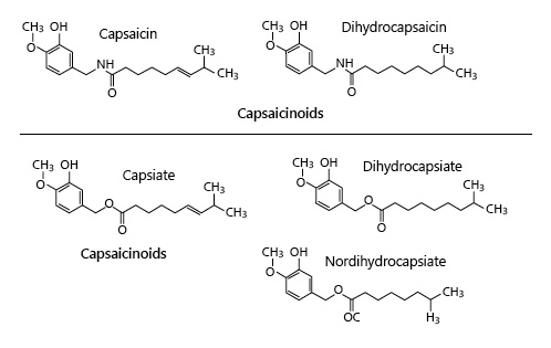 Capsaicin: Plants of the Genus Capsicum and Positive Effect of Oriental ...